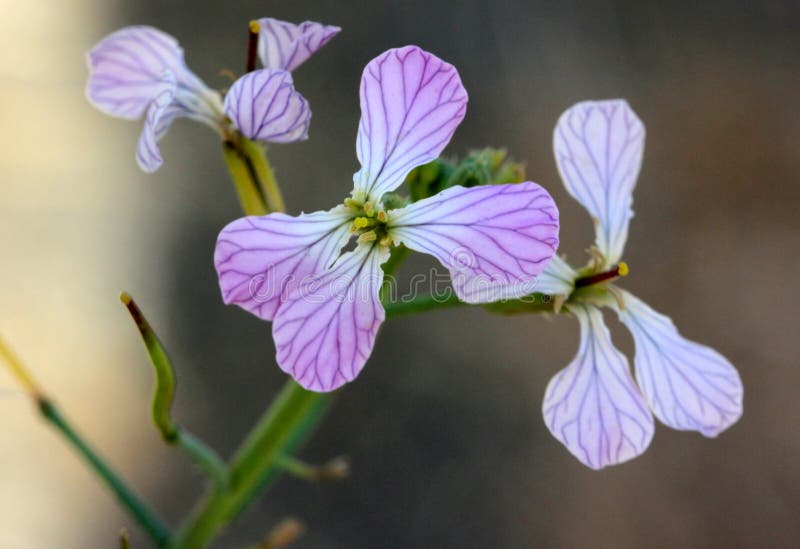 Flores Del Rábano, Raphanus Sativus Foto de archivo - Imagen de cosecha ...
