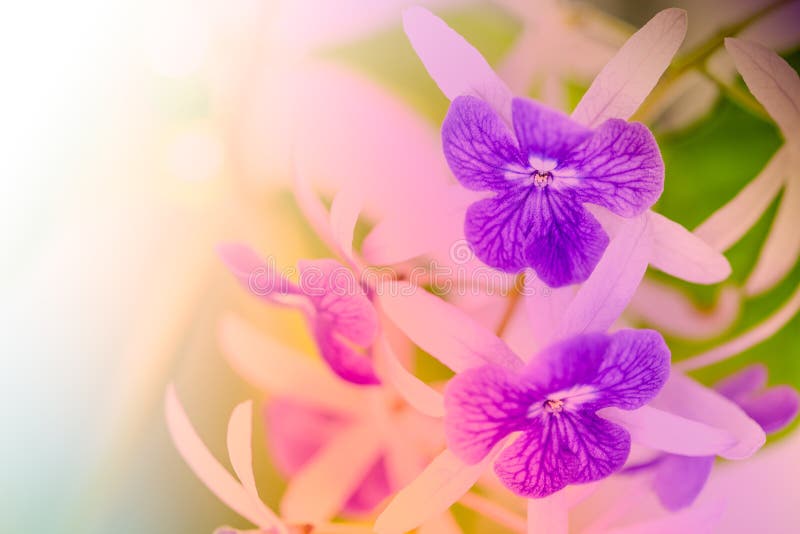 Flores Del Racemosa De Petrea Foto de archivo - Imagen de arena, verde ...