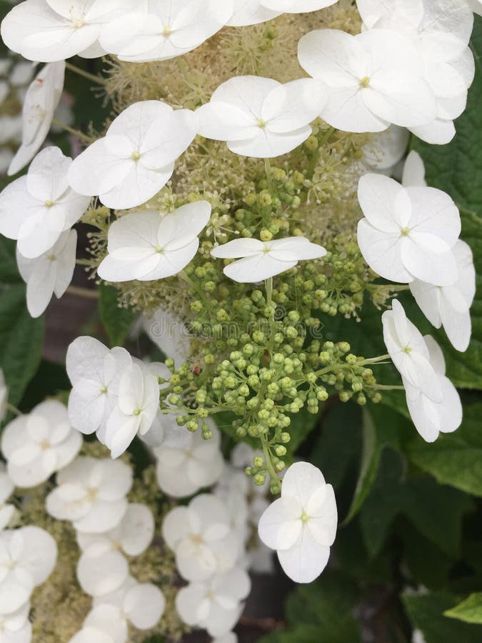 Flores del roble blanco imagen de archivo. Imagen de floral - 108969829