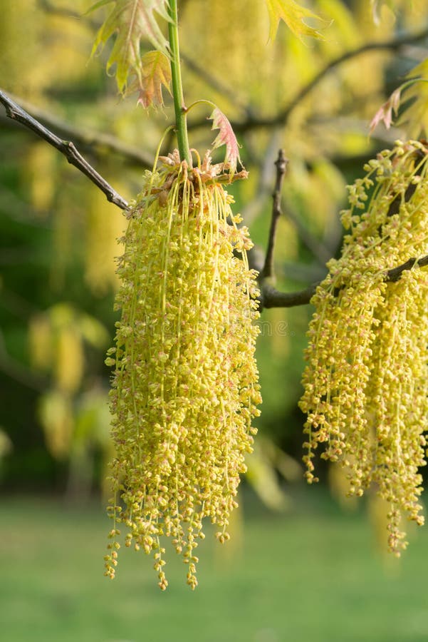 Floración De Un Roble Del Inglés, Quercus Robur L Foto de archivo ...