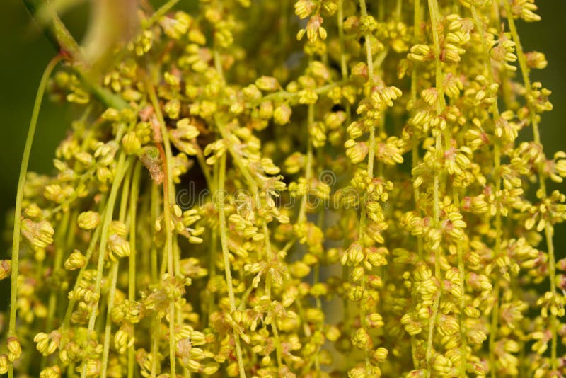 Quercus, flores del roble foto de archivo. Imagen de color - 90232842