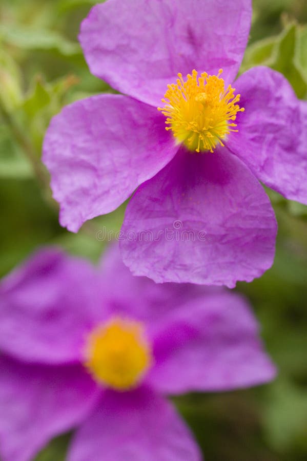 Flores Del Rosa Color De Rosa De La Roca Foto de archivo - Imagen de ...