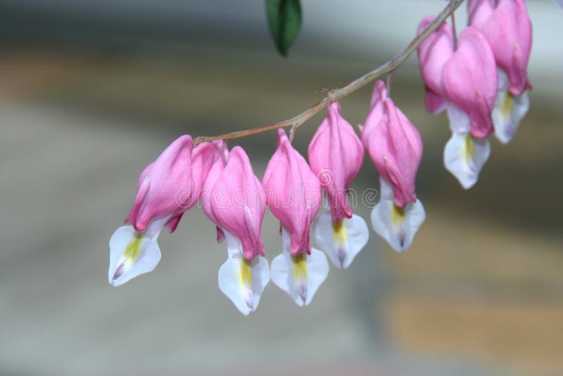 Flor Del Corazón Sangrante (spectabilis Del Dicentra) Imagen de archivo ...