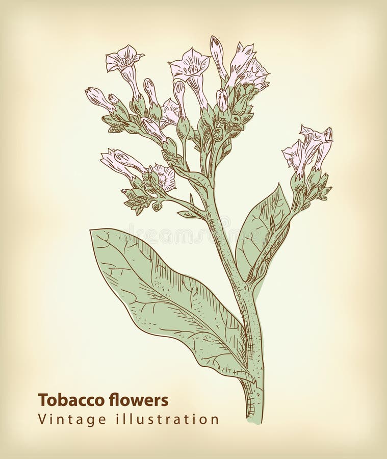 Tabaco Ilustraciones Stock, Vectores, Y Clipart – (22,307 Ilustraciones ...