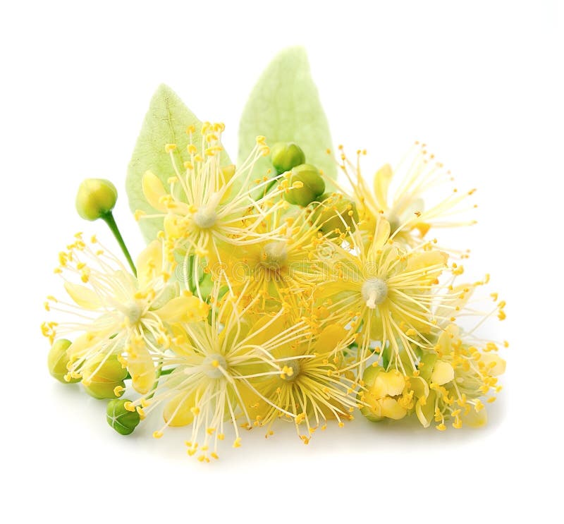 Flores del tilo foto de archivo. Imagen de medicina, ligar - 31529832