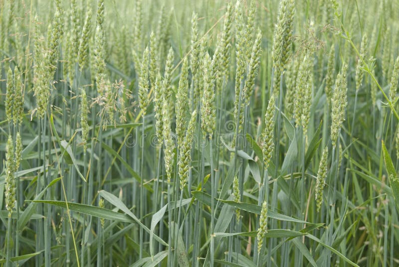 Flores del trigo foto de archivo. Imagen de dorado, extracto - 55509750