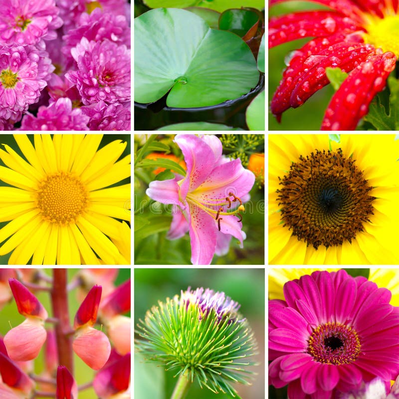 Collage De Flores Y Plantas Imagen de archivo - Imagen de imagen ...