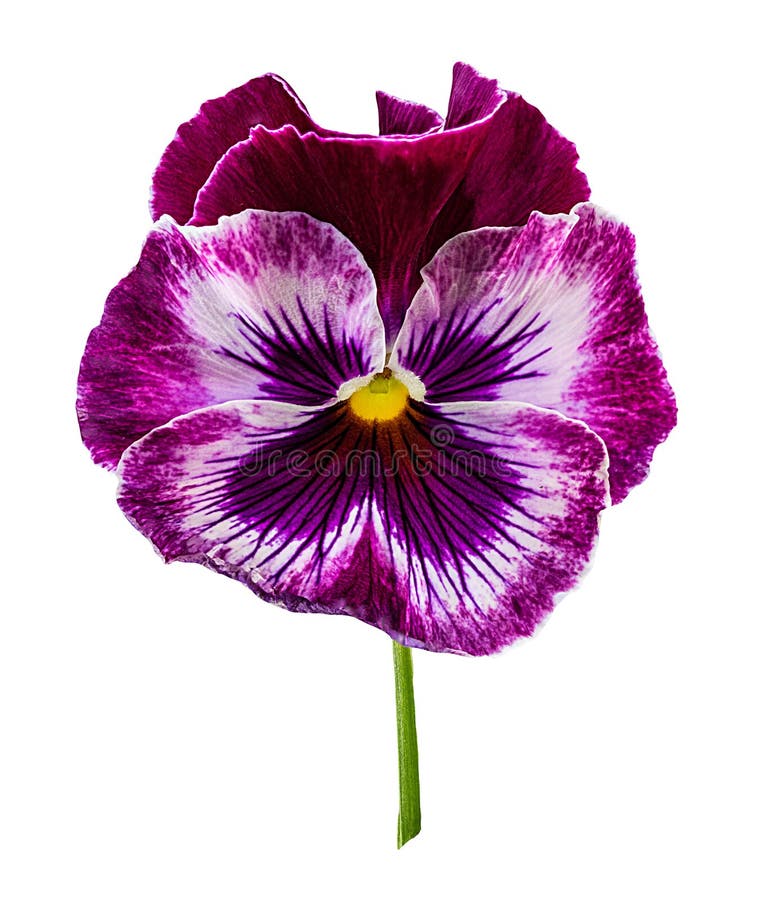 Flores Do Amor Perfeito Isoladas No Branco Foto de Stock - Imagem de ...