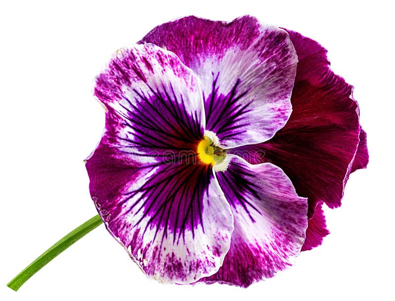 Flores Bonitas Do Amor Perfeito Isoladas No Fundo Branco Imagem de ...