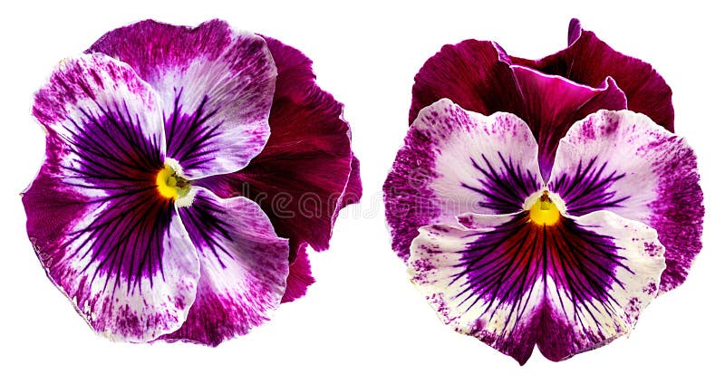 Flores Do Amor Perfeito Isoladas No Branco Imagem de Stock - Imagem de ...
