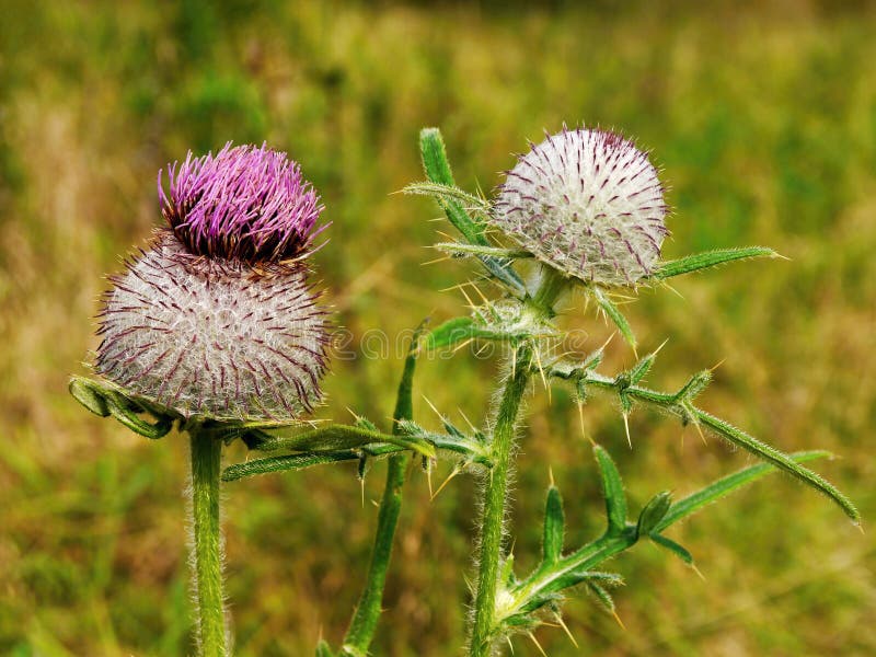 Flores do cardo foto de stock. Imagem de planta, grama - 44749754