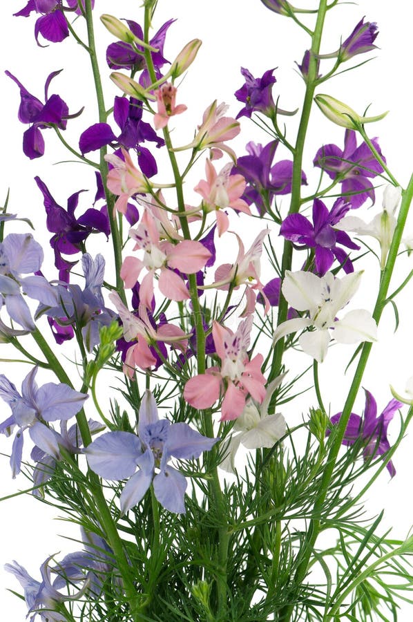 Flores do delfínio foto de stock. Imagem de multicolorido - 46086464