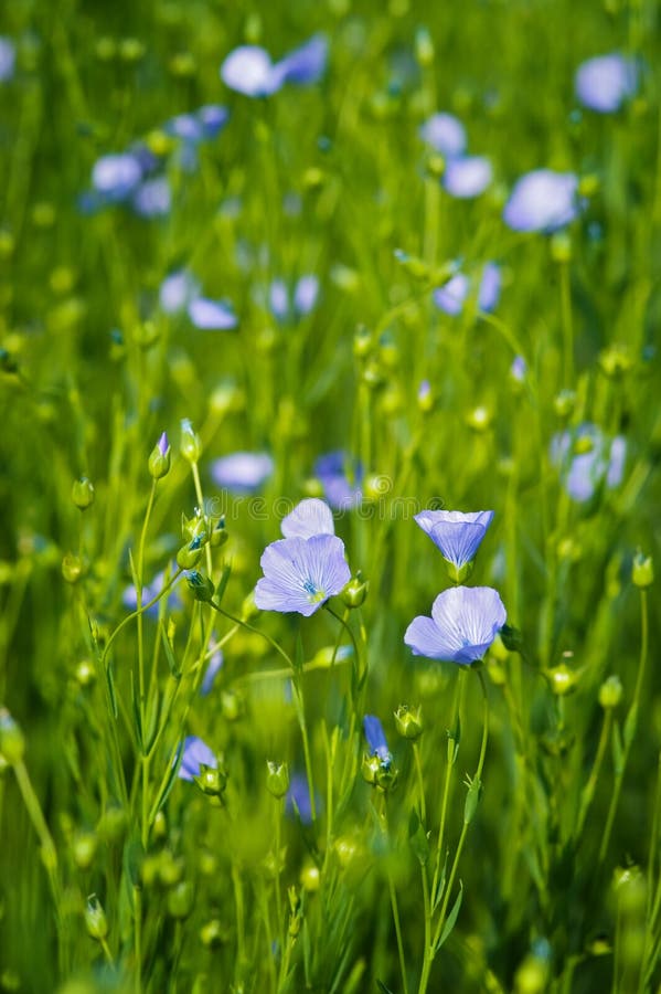 Flores do linho no campo. imagem de stock. Imagem de floral - 9857119
