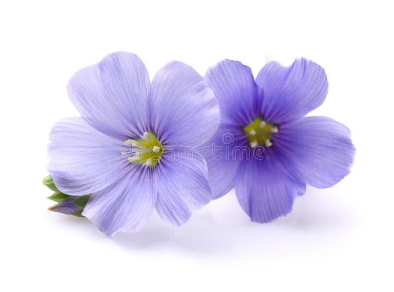Flores De Linho Em Close-up Imagem de Stock - Imagem de linho, azul ...