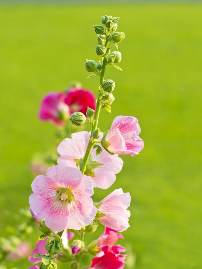 Flores do Malva imagem de stock. Imagem de sunlight, bonito - 33510607