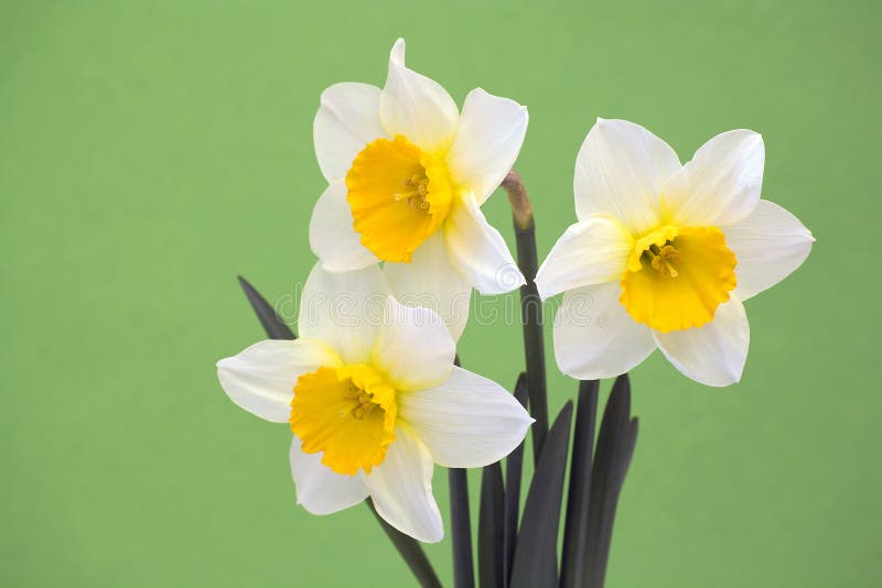 Flores do narciso imagem de stock. Imagem de parque, matrizes - 8895163