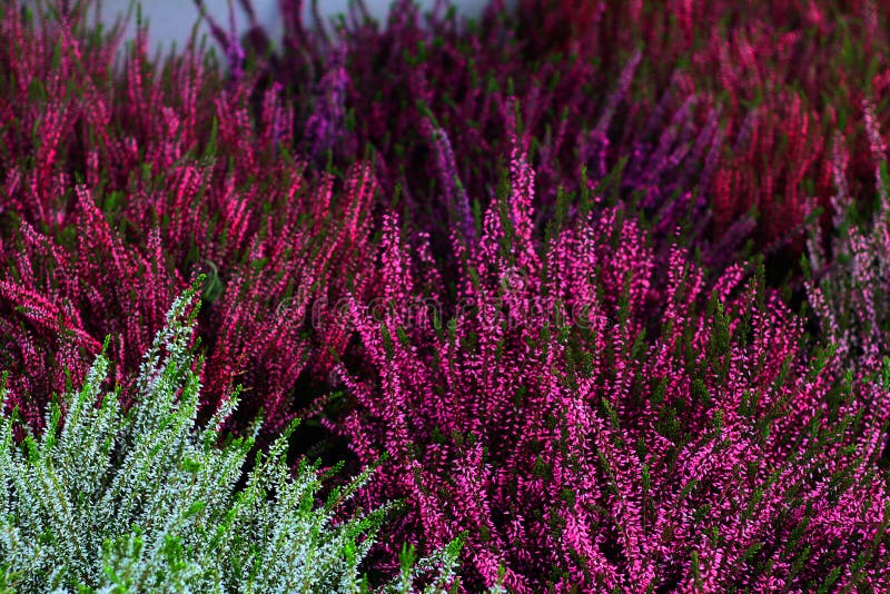 Urzes no flower-pot velho foto de stock. Imagem de objeto - 16816134