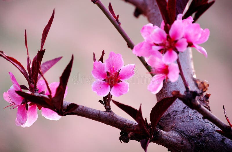Flores de pêssego foto de stock. Imagem de nave, macro - 3293412