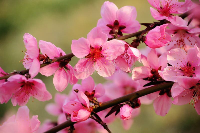 Flores de pêssego foto de stock. Imagem de nave, macro - 3293412