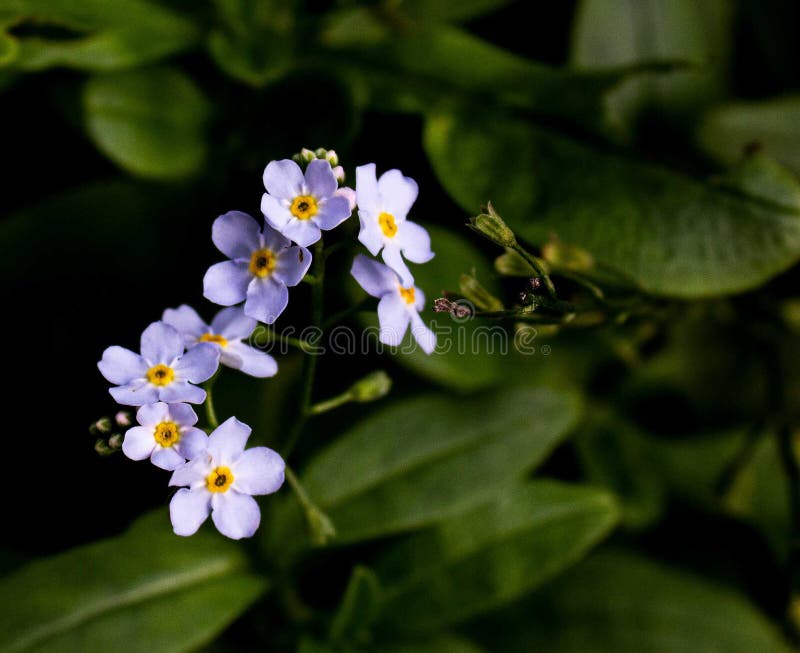 Flores do rio Pastel imagem de stock. Imagem de nave - 166493343