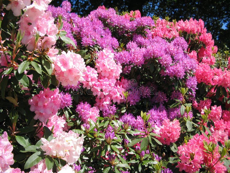 Flores Do Rododendro Na Flor Completa Imagem de Stock - Imagem de ...
