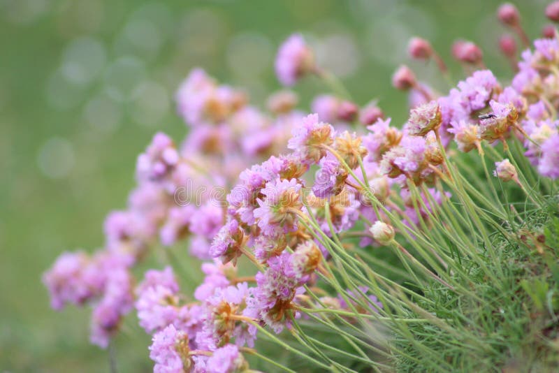 Flores do rosa de mar imagem de stock. Imagem de flora - 73434973
