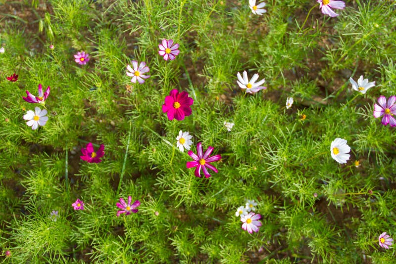 Flores Do Roxo De Diasy Do Mexicano Foto de Stock - Imagem de nave ...