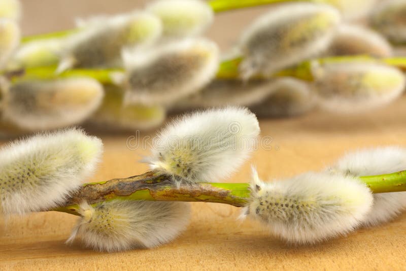 Flores do salgueiro imagem de stock. Imagem de suavidade - 29261899