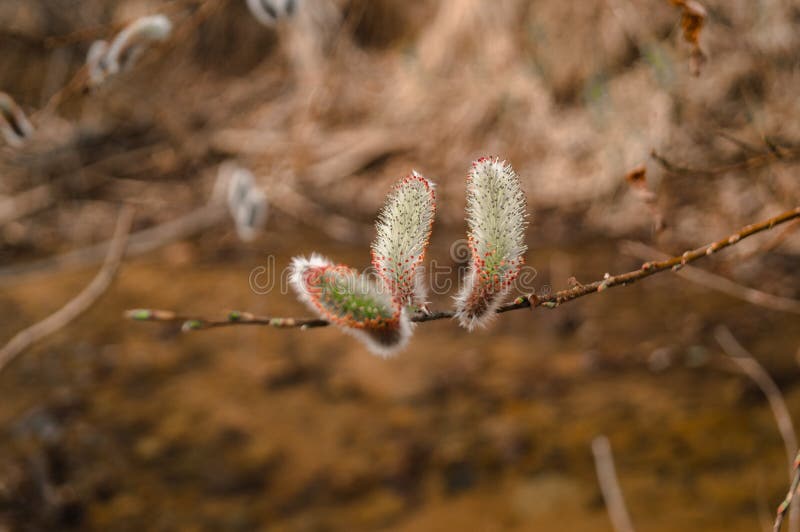 Flores Do Salgueiro Nos Galhos Imagem de Stock - Imagem de nave ...