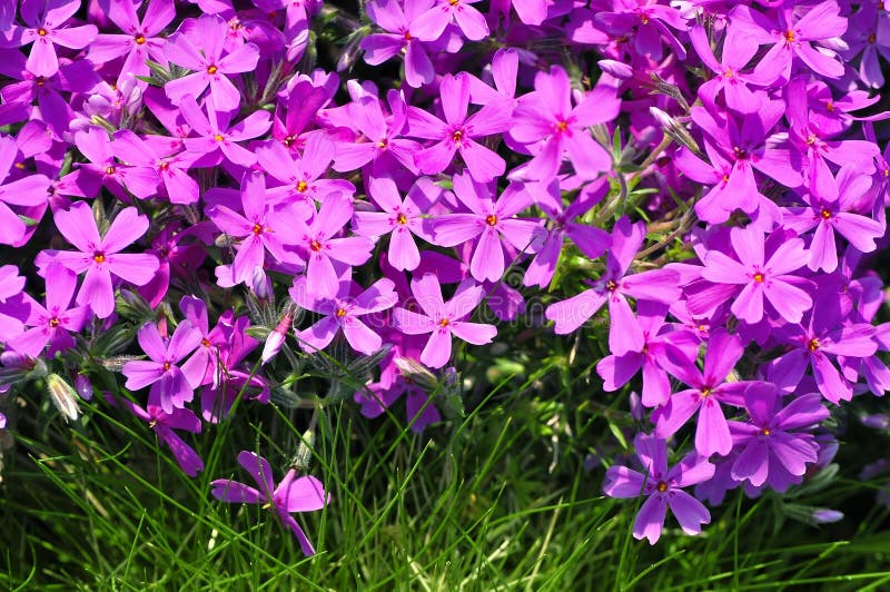 Phlox Subulata Rastejante Phlox Moss Phlox Moss Rosa Ou Das Montanhas ...