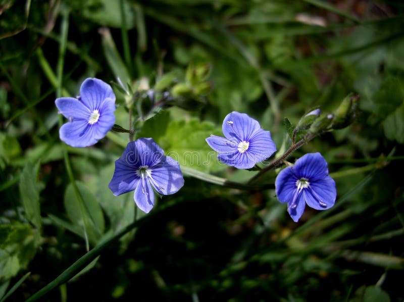 Flores do Veronica foto de stock. Imagem de folhas, flora - 14356462