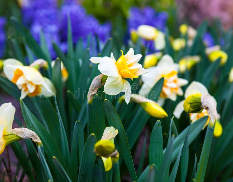 Flores dos narciso foto de stock. Imagem de jardim, campo - 79710652