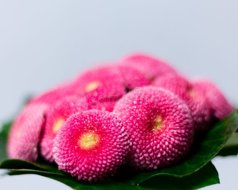 Flores Duplas De Pomponneta Cor-de-rosa Imagem de Stock - Imagem de ...