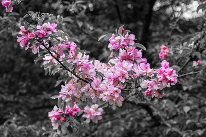 Flores E árvores Cor-de-rosa Da Flor Foto de Stock - Imagem de branco ...