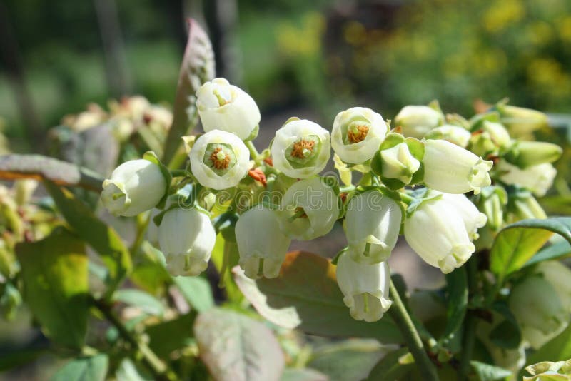 Flores E Folhas Do Mirtilo Em Um Ramo Do Arbusto Imagem de Stock ...
