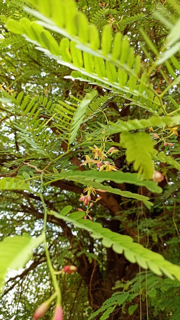 Flores E Folhas Do Tipo Samarind Da Natureza Real Imagem de Stock ...