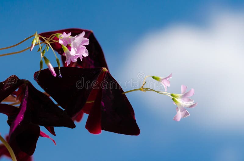Flores E Folhas Dos Triangularis De Oxalis Imagem de Stock - Imagem de ...