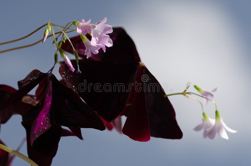 Flores E Folhas Dos Triangularis De Oxalis Foto de Stock - Imagem de ...