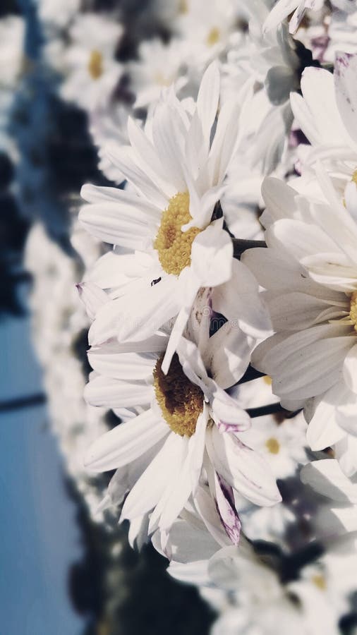 Flores e insectos foto de archivo. Imagen de tomado - 138247286