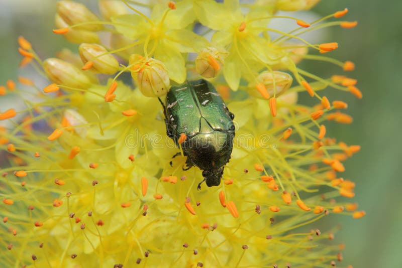 Flores e insectos imagen de archivo. Imagen de organismo - 79783655