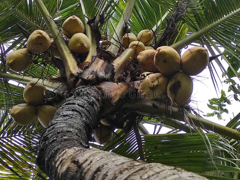 Flores E Jardins De Coco Naturais Foto de Stock - Imagem de coco ...