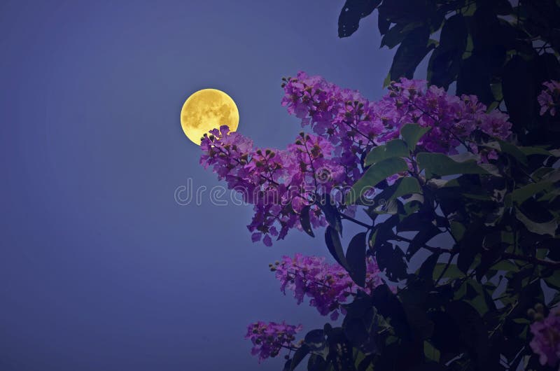 Flores E Lua Cheia Da Rainha Foto de Stock - Imagem de fundo, roxo ...