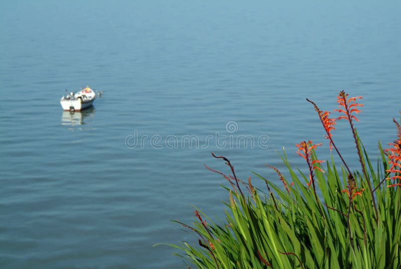 Flores en el borde del río foto de archivo. Imagen de apacible - 592894