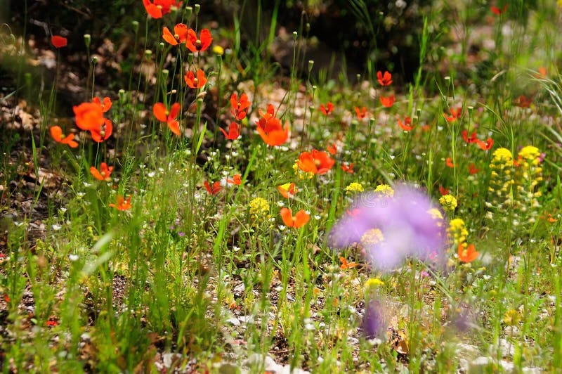 Flores en el bosque foto de archivo. Imagen de brillante - 93968944