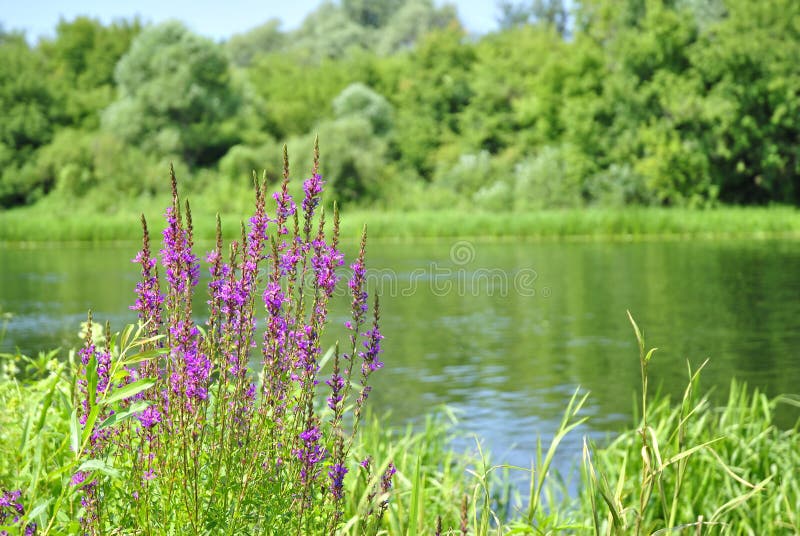 Flores En La Orilla Del Río Imagen de archivo - Imagen de acampada ...