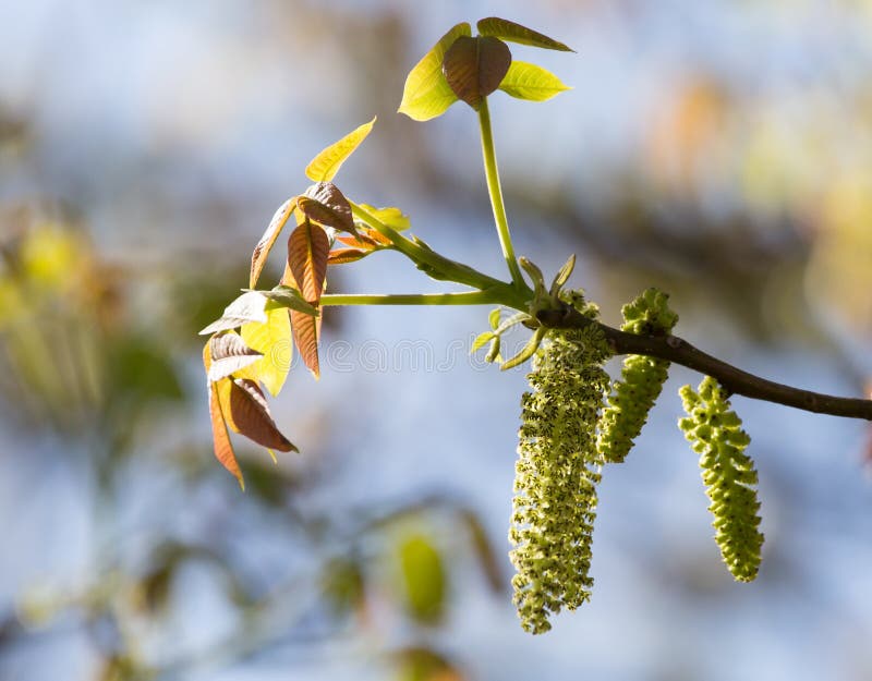 Flores En Las Ramas De Un árbol De Nuez Foto de archivo - Imagen de ...