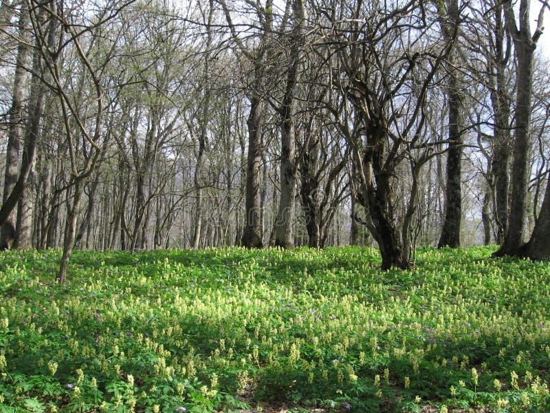 Flores en los bosques imagen de archivo. Imagen de flores - 771993