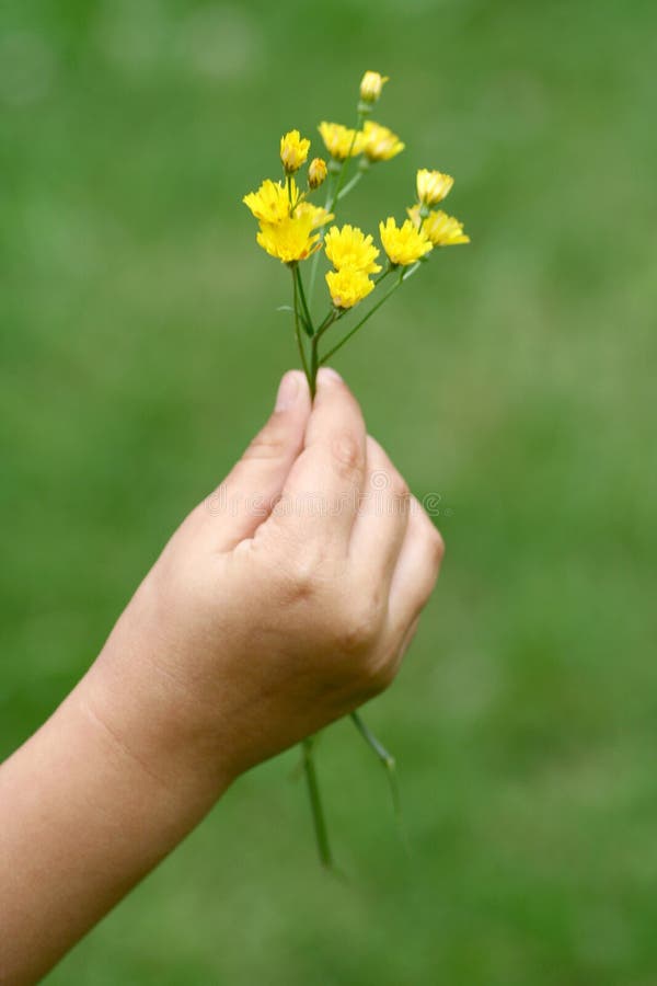 Flores en mi mano imagen de archivo. Imagen de aislado - 2659411