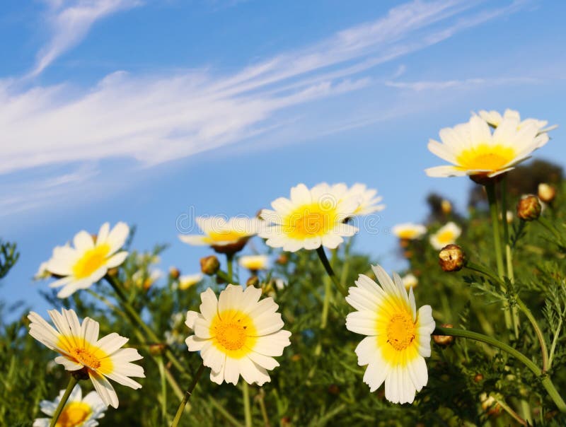 Planta Con Las Flores Y La Raíz Visible Imagen de archivo - Imagen de ...