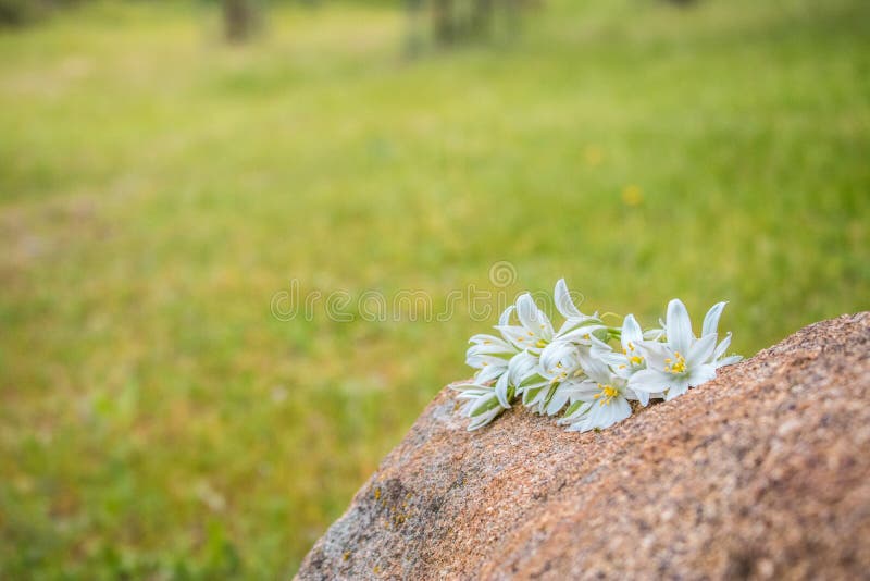 Flores en roca foto de archivo. Imagen de hierba, roca - 52068106